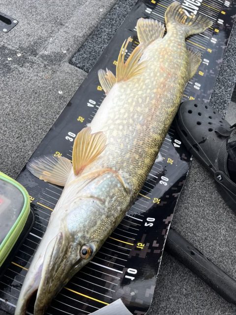 Pêche du brochet au Grand Lac de l'Est : techniques et observations du ...